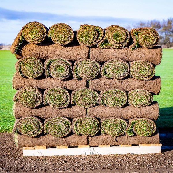 Trident Turf | Buy Quality Trident Turf Online Today - George Davies Turf