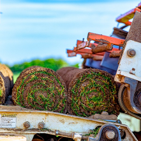 Trident Turf | Buy Quality Trident Turf Online Today - George Davies Turf