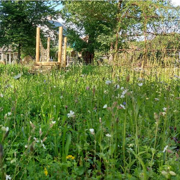 Wild Flower Turf | Buy Quality Wild Flower Turf Online Today - George ...