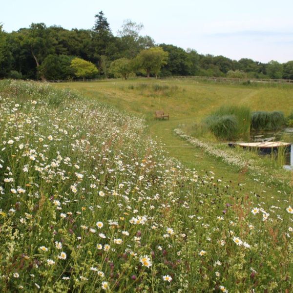 Wild Flower Turf | Buy Quality Wild Flower Turf Online Today - George ...