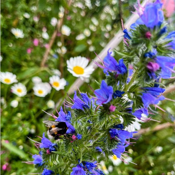 Wild Flower Turf | Buy Quality Wild Flower Turf Online Today - George ...