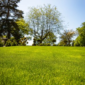 Buy Quality Trident Turf Online | George Davies Turf