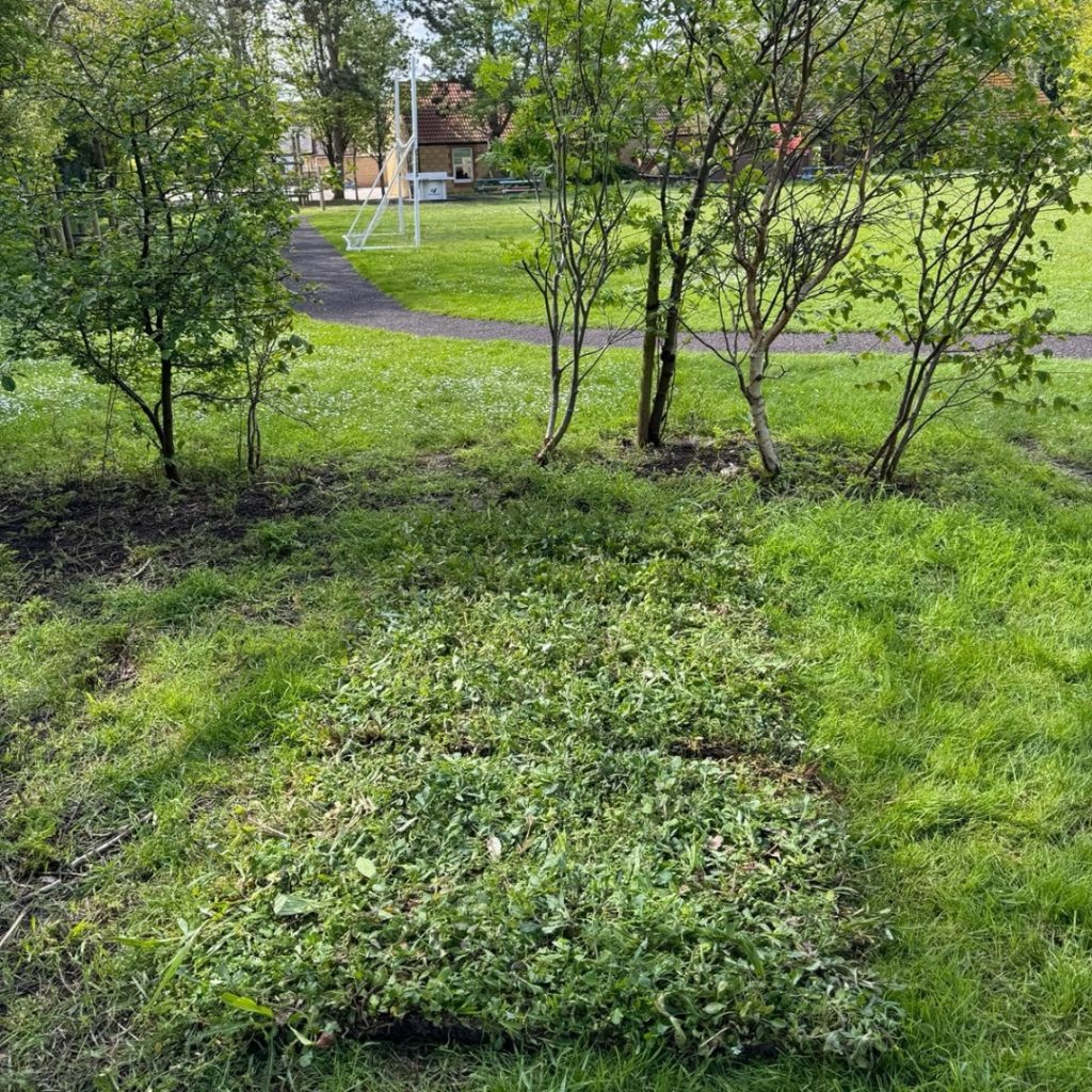 George Davies Turf delivers wildflower turf to local schools