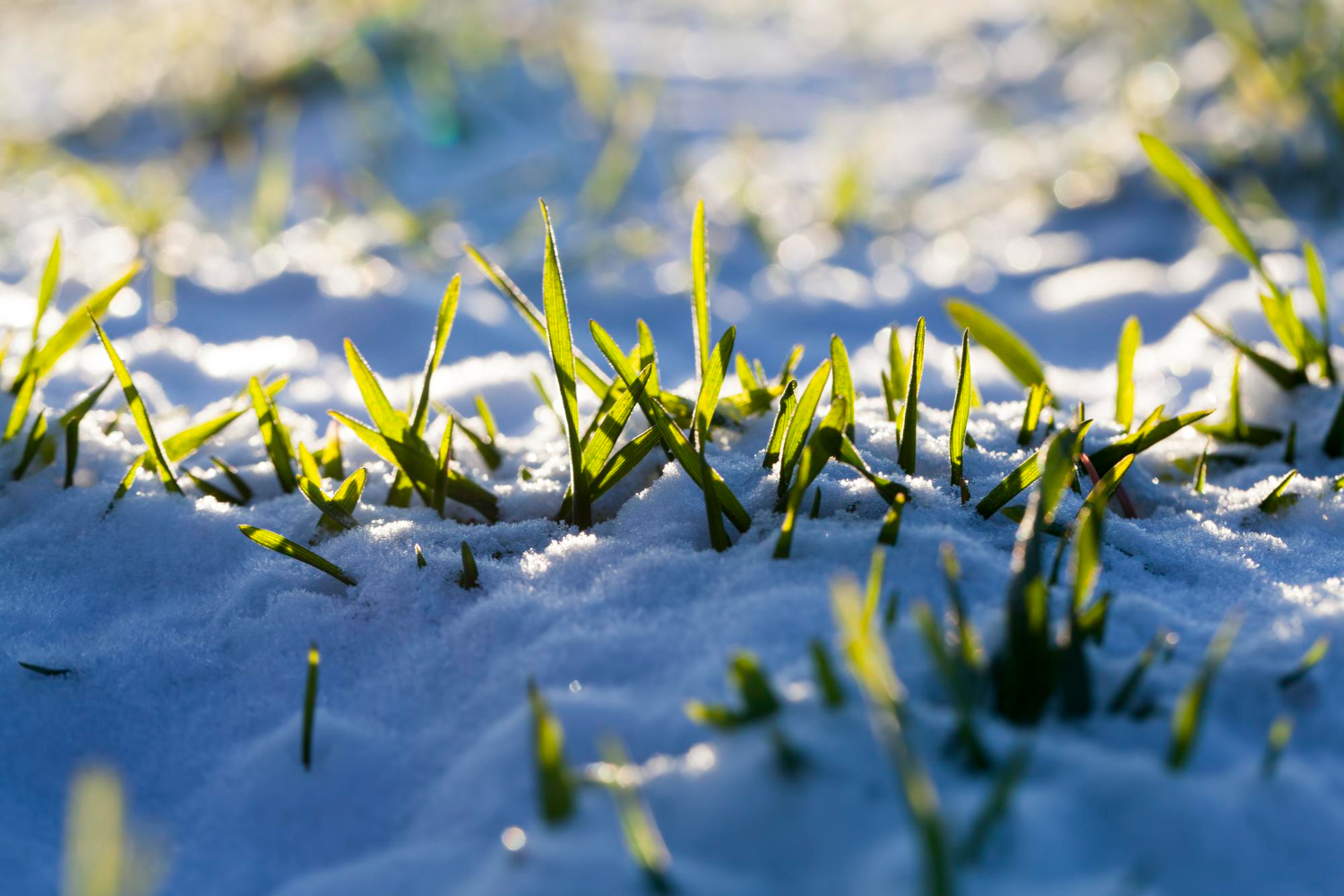 Why Quality Turf Makes a Difference, Even in Winter | George Davies Turf