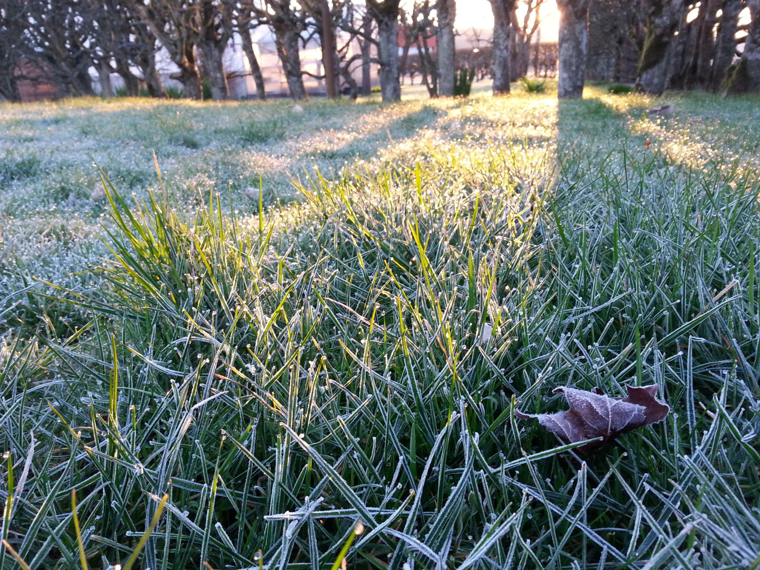 Is It Worth Fertilising Your Lawn In Winter? | George Davies Turf